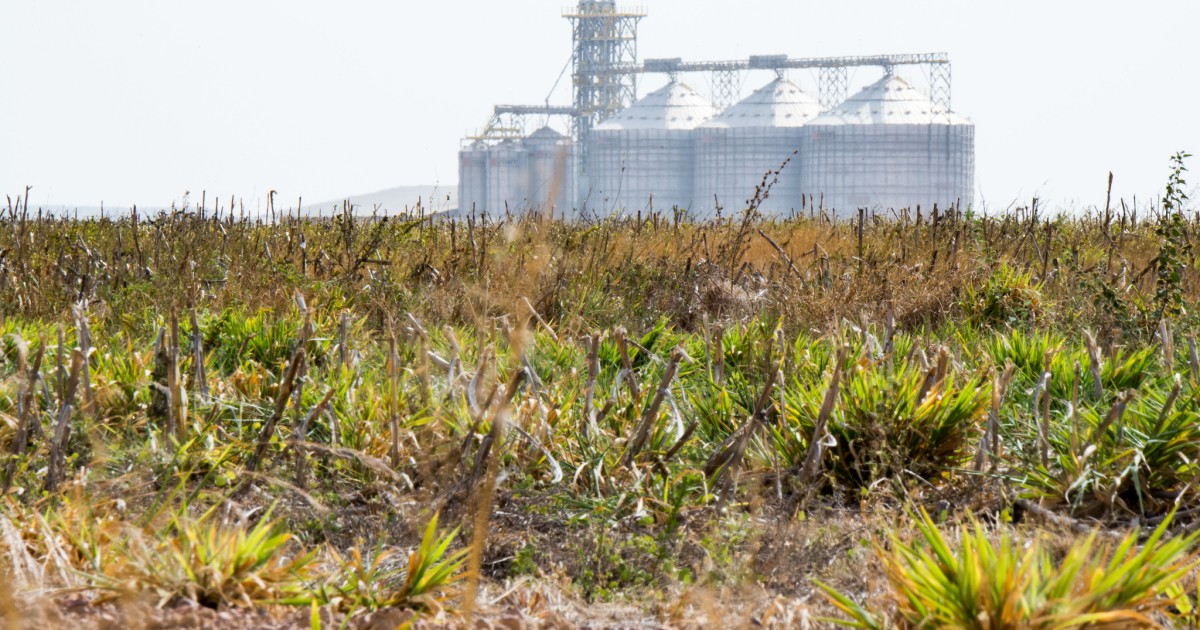 How Guaranteed Offtake Can Drive Sustainable Agriculture | Conservation ...